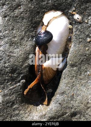 Flat-tip Piddock (Penitella penita Stock Photo - Alamy