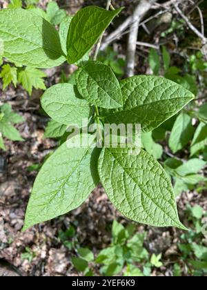 Buffalo-nut (Pyrularia pubera Stock Photo - Alamy
