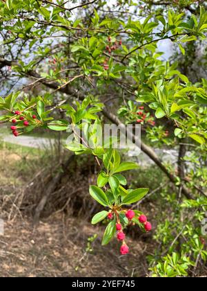 southern crabapple (Malus angustifolia Stock Photo - Alamy