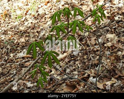 buckeyes and horse-chestnuts (Aesculus Stock Photo - Alamy