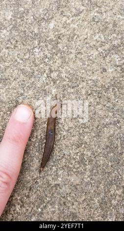 Western Dusky Slug (Arion subfuscus Stock Photo - Alamy