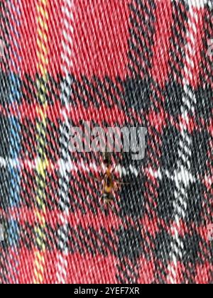 Graceful Twig Ant (Pseudomyrmex gracilis Stock Photo - Alamy