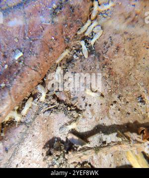 Western Subterranean Termite (Reticulitermes hesperus Stock Photo - Alamy