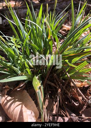 Thin-fruit Sedge (Carex flaccosperma) Plantae Stock Photo - Alamy