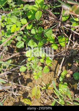 small-leaf bramble (Rubus parvifolius Stock Photo - Alamy