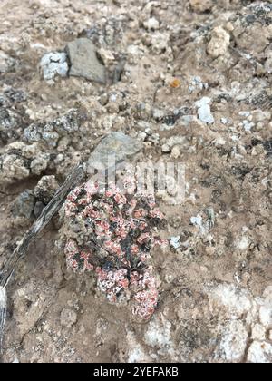Blushing Scale (Psora decipiens Stock Photo - Alamy
