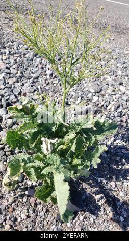 Saharan Mustard (Brassica tournefortii Stock Photo - Alamy