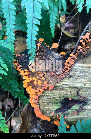 orange pore fungus (Favolaschia claudopus), Fungi, Parnell, Auckland ...