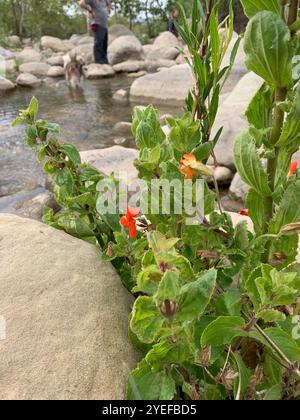 scarlet monkeyflower (Erythranthe cardinalis Stock Photo - Alamy