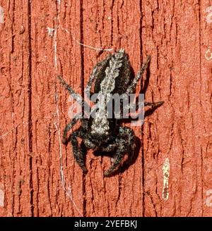 California Flattened Jumping Spider (Platycryptus californicus Stock ...