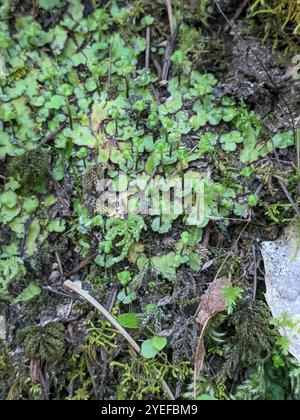 Hemisphaeric Liverwort (Reboulia hemisphaerica Stock Photo - Alamy