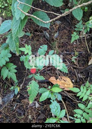 roseleaf bramble (Rubus rosifolius Stock Photo - Alamy