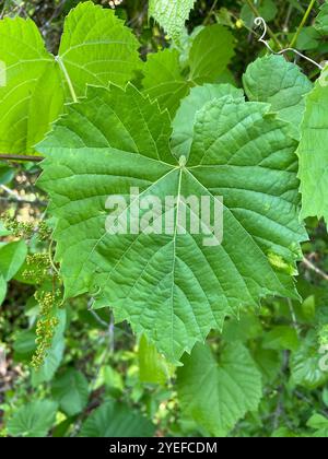 graybark grape (Vitis cinerea Stock Photo - Alamy