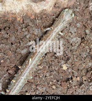 Southern California Slender Salamander (Batrachoseps major) Amphibia ...