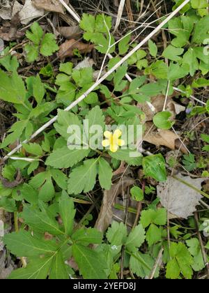 Early Buttercup (Ranunculus fascicularis Stock Photo - Alamy