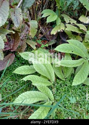 Parataniwha (Elatostema rugosum Stock Photo - Alamy