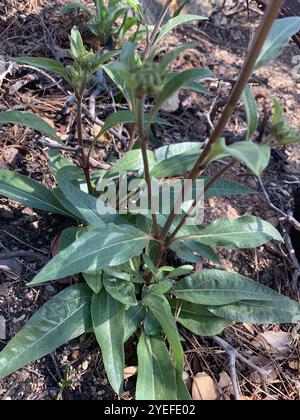 California Dwarf Sunflower (Helianthella californica Stock Photo - Alamy