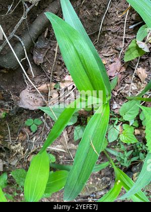 Zigzag Spiderwort (Tradescantia subaspera Stock Photo - Alamy