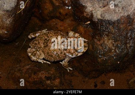 Paradise Toad (Vandijkophrynus robinsoni Stock Photo - Alamy