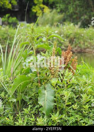 Japanese Dock (Rumex japonicus Stock Photo - Alamy