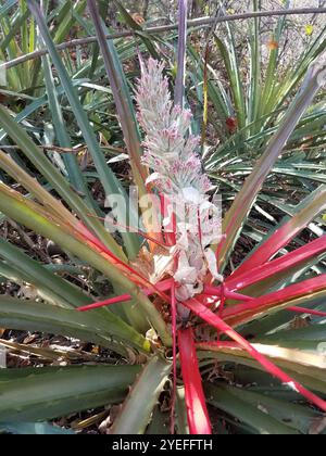 piñuela (Bromelia pinguin Stock Photo - Alamy