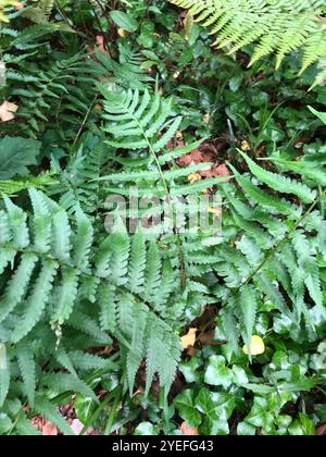 Dixie wood fern Dryopteris australis Dryopteris celsa x ludoviciana ...