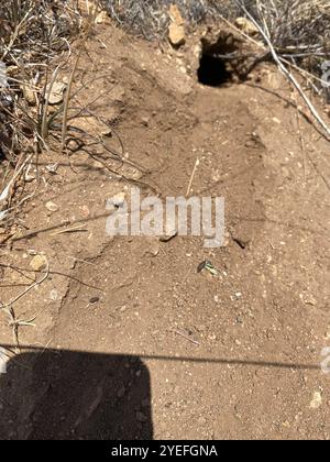 Kangaroo Rats (Dipodomys Stock Photo - Alamy