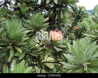 Tall Silver Sugarbush (Protea roupelliae roupelliae Stock Photo - Alamy