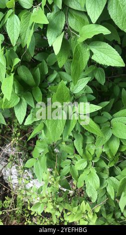 netleaf hackberry (Celtis reticulata Stock Photo - Alamy