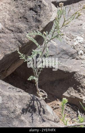 Western Tansymustard (Descurainia pinnata Stock Photo - Alamy