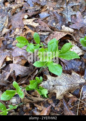 Running Strawberry-bush (Euonymus obovatus) Plantae Stock Photo - Alamy