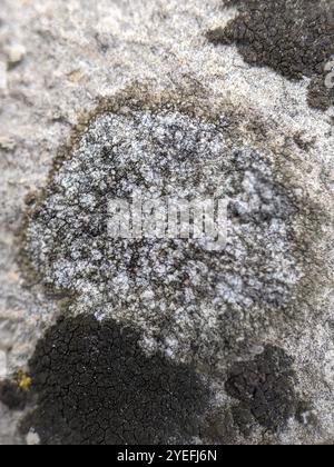 wart lichens, script lichens, and allies (Ostropomycetidae Stock Photo ...