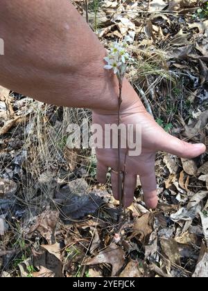 Running Serviceberry (Amelanchier stolonifera Stock Photo - Alamy