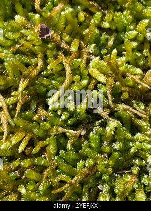 spoon-leaved moss (Bryoandersonia illecebra), Plantae, Lancaster ...