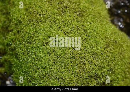 Twisted Moss (Tortella tortuosa Stock Photo - Alamy