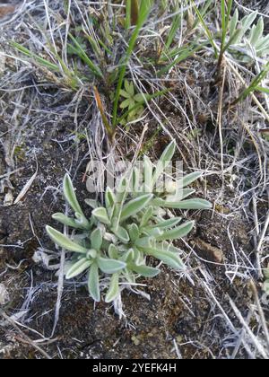 Low Pussytoes (Antennaria dimorpha Stock Photo - Alamy