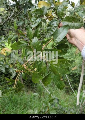 White Tamarind (Elattostachys xylocarpa Stock Photo - Alamy