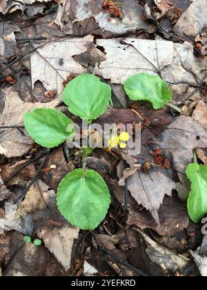 Round-leaved Violet (Viola rotundifolia Stock Photo - Alamy