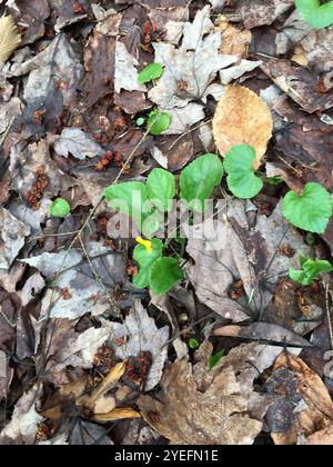 Round-leaved Violet (Viola rotundifolia) Plantae Stock Photo - Alamy