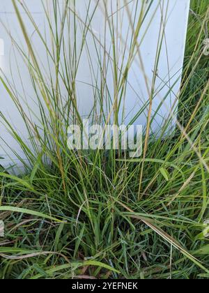 slender rat's tail grass (Sporobolus elongatus Stock Photo - Alamy