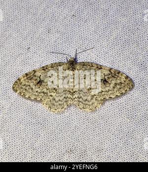 Pearsall's Carpet Moth (Venusia pearsalli Stock Photo - Alamy