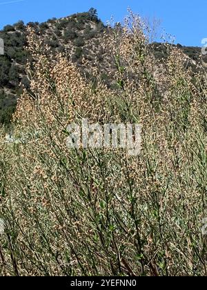desert baccharis (Baccharis sergiloides Stock Photo - Alamy
