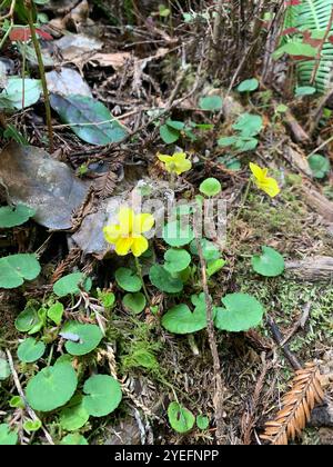 Redwood Violet (Viola sempervirens Stock Photo - Alamy