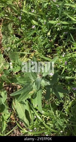 Maltese star-thistle (Centaurea melitensis Stock Photo - Alamy