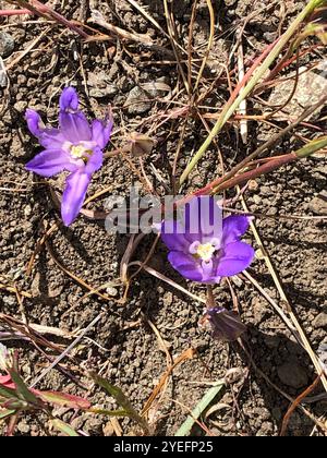 Dwarf Brodiaea (Brodiaea terrestris Stock Photo - Alamy