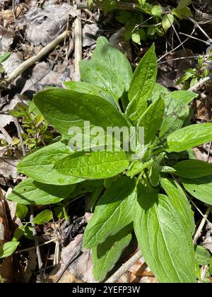 virginia stickseed (Hackelia virginiana Stock Photo - Alamy