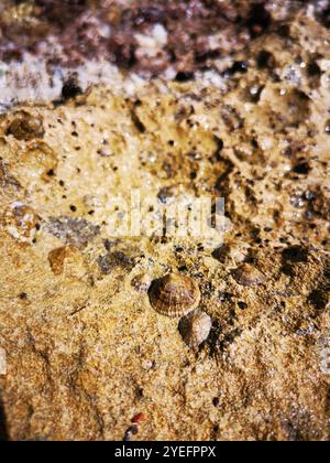 Mediterranean Limpet (Patella caerulea Stock Photo - Alamy