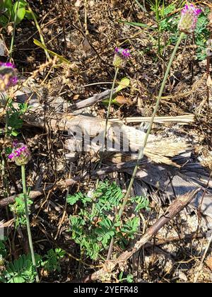 Dalea emarginata Dalea emarginata Stock Photo - Alamy