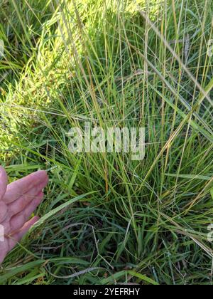 slender rat's tail grass (Sporobolus elongatus Stock Photo - Alamy