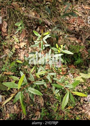 Purple Bush Pea (Hovea acutifolia Stock Photo - Alamy